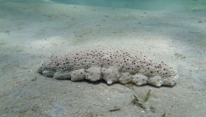 China Investing In Sea Cucumber Farms In Sri Lanka