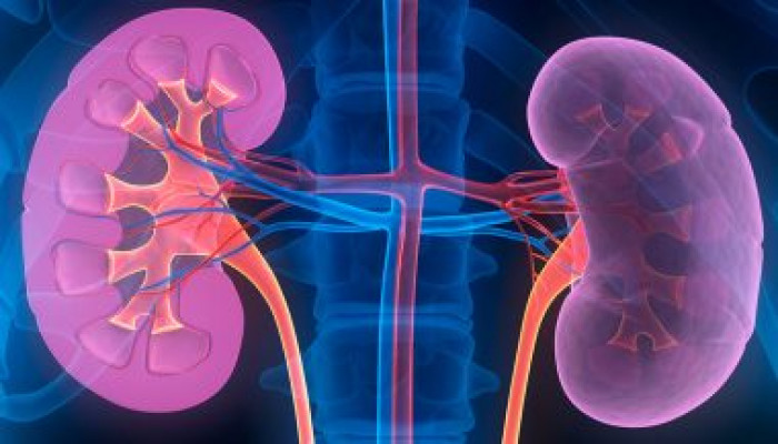Scientists successfully grow humanized kidney