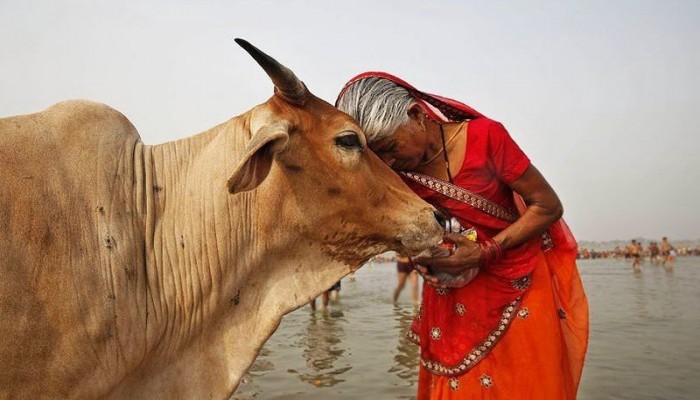 Want to save the cow? The 7 things we can do