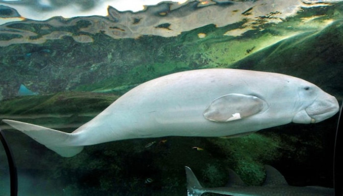 Marine mammal Dugongs face extinction threat, reveals watchlist