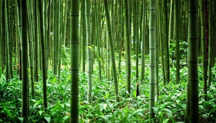 Bamboos and their Role in Ecosystem Rehabilitation